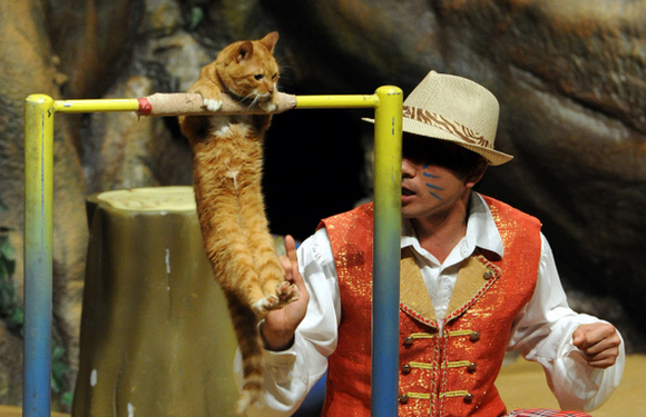 Animals turned into performers at cat and dog shows : Arts ...