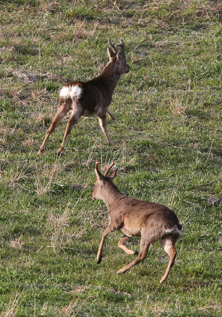 [Photo] Sad destiny of roe deer on Jeju Island : National : News : The ...